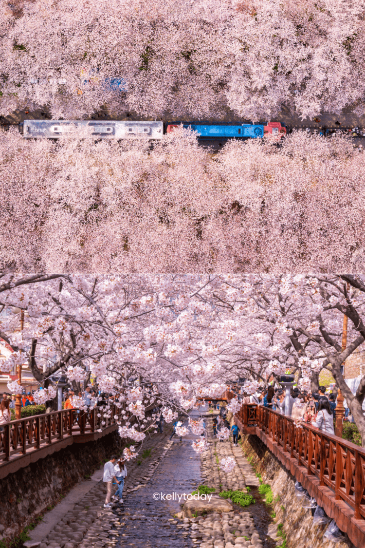 Spring in South Korea 2026: Where to See the Cherry Blossoms in Korea ...