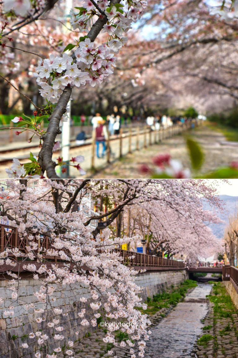 Spring in South Korea 2026: Where to See the Cherry Blossoms in Korea ...