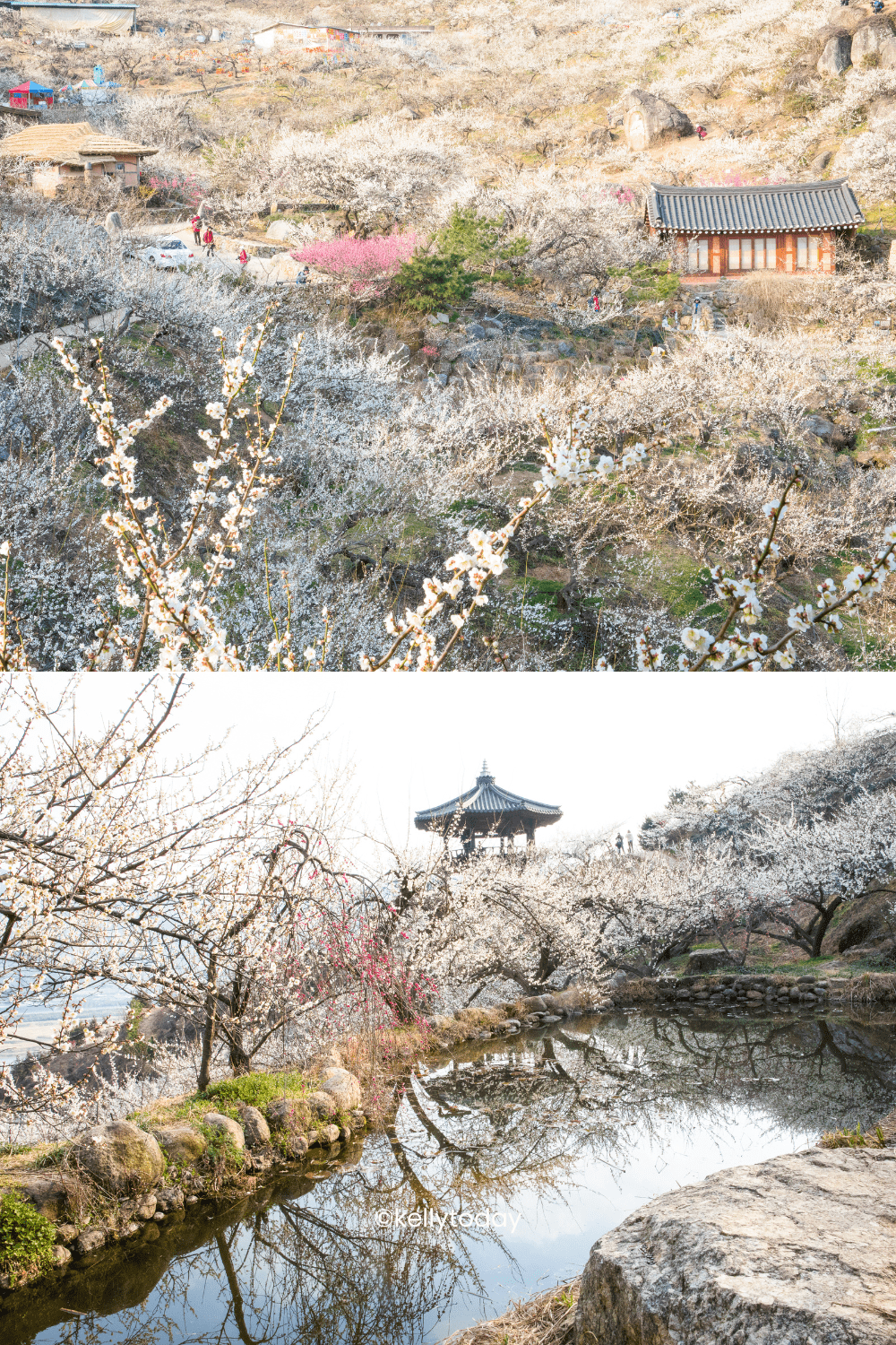 Spring in South Korea 2026: Where to See the Cherry Blossoms in Korea ...