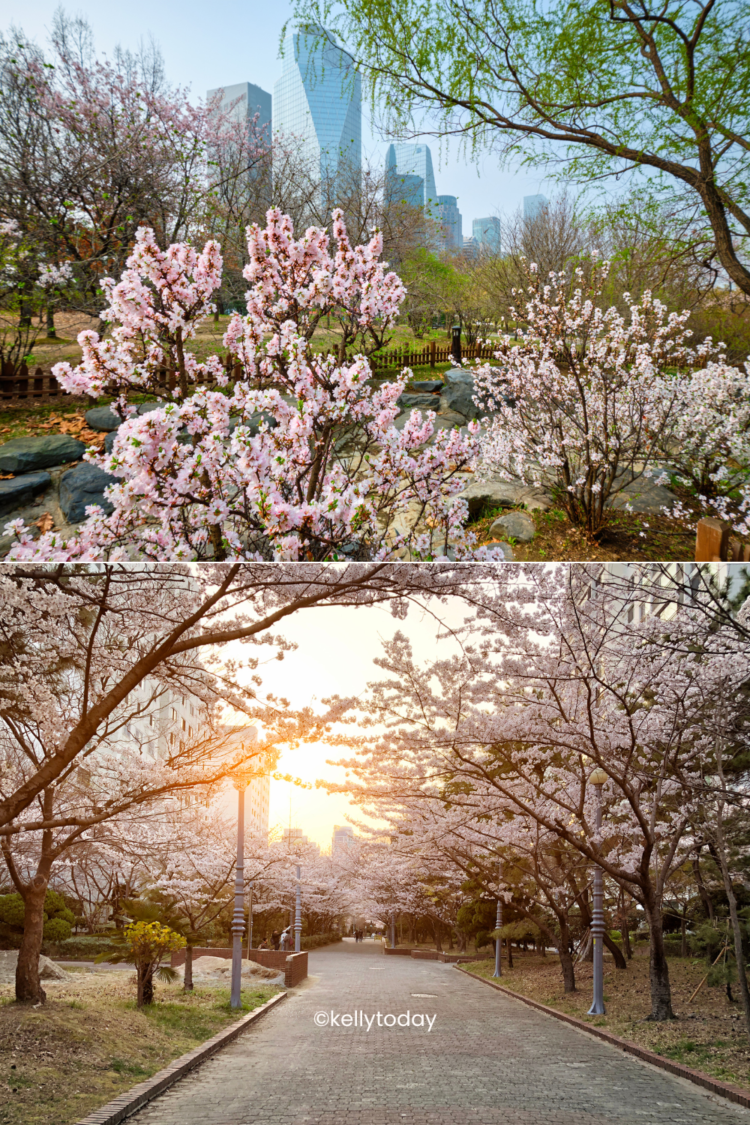 Spring in South Korea 2026: Where to See the Cherry Blossoms in Korea - Kelly Today