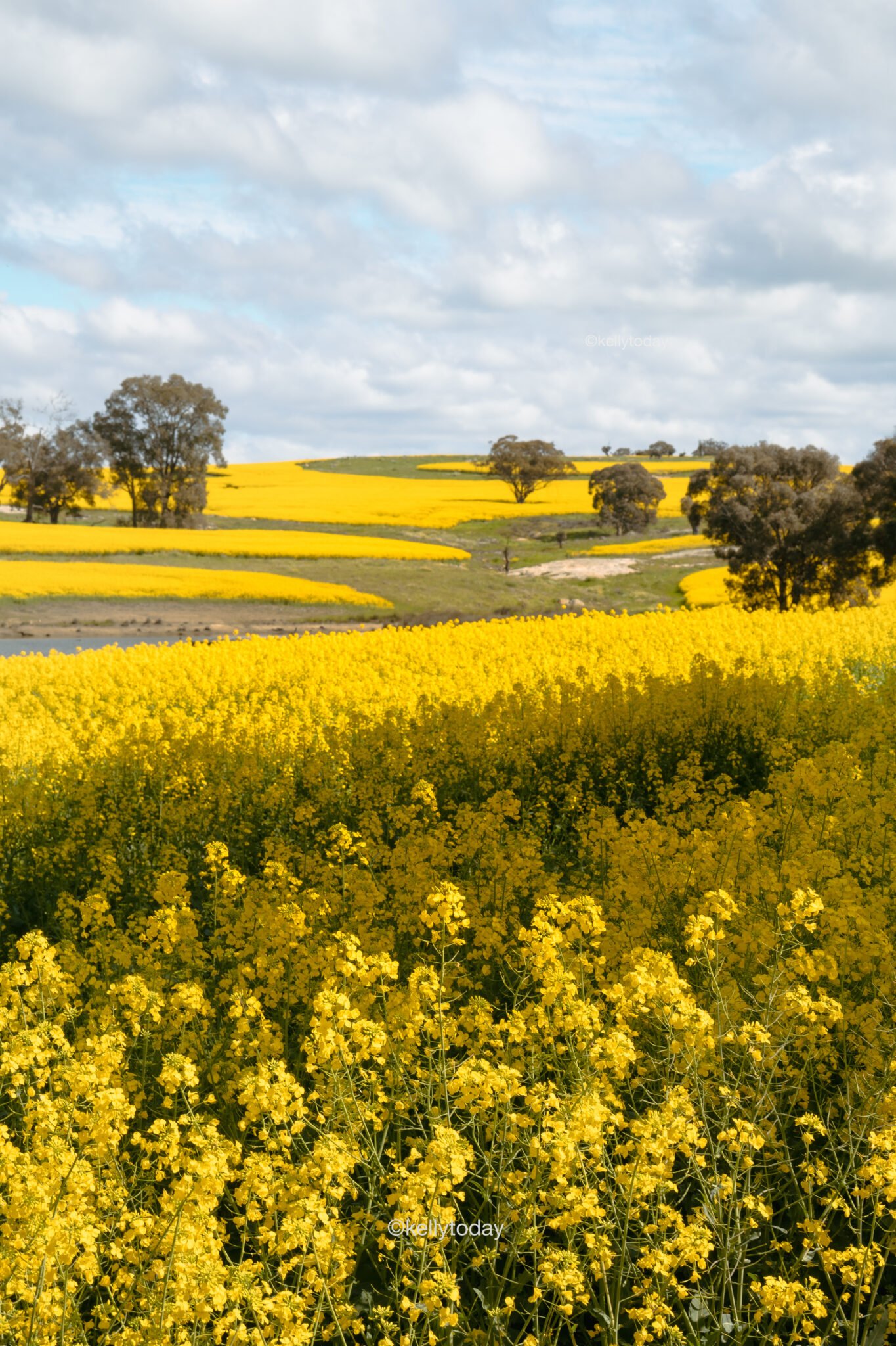 Canola Fields in York: Day Trip from Perth - Kelly Today
