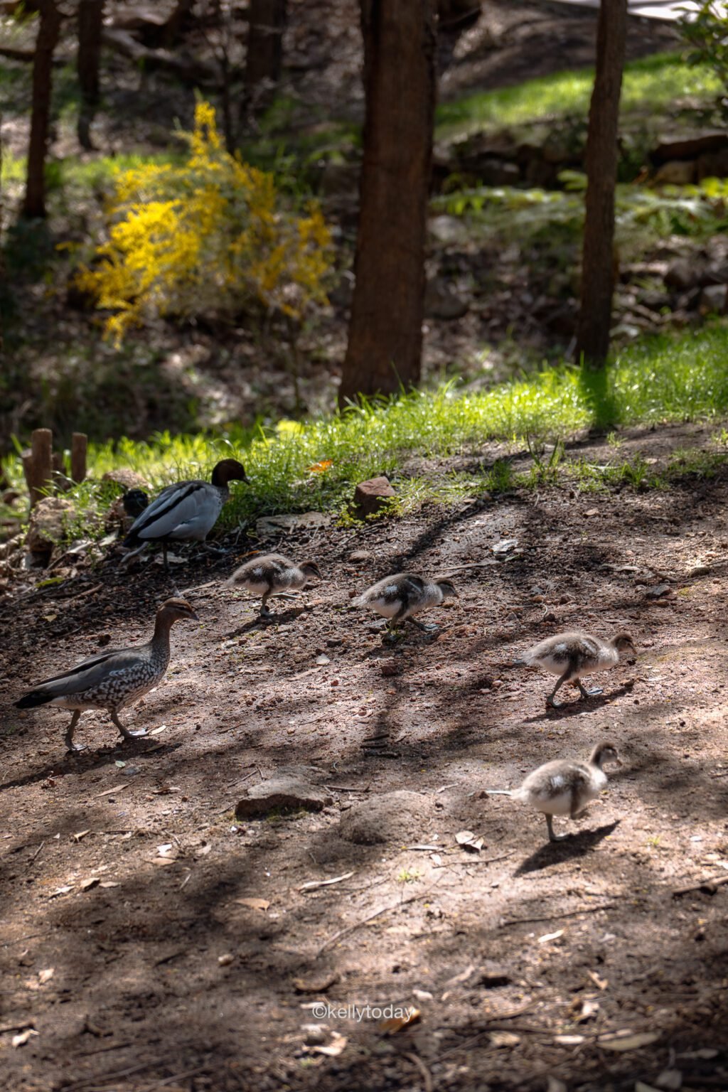 Ultimate Guide to Yates Springtime Tulip Festival in Perth - Kelly Today