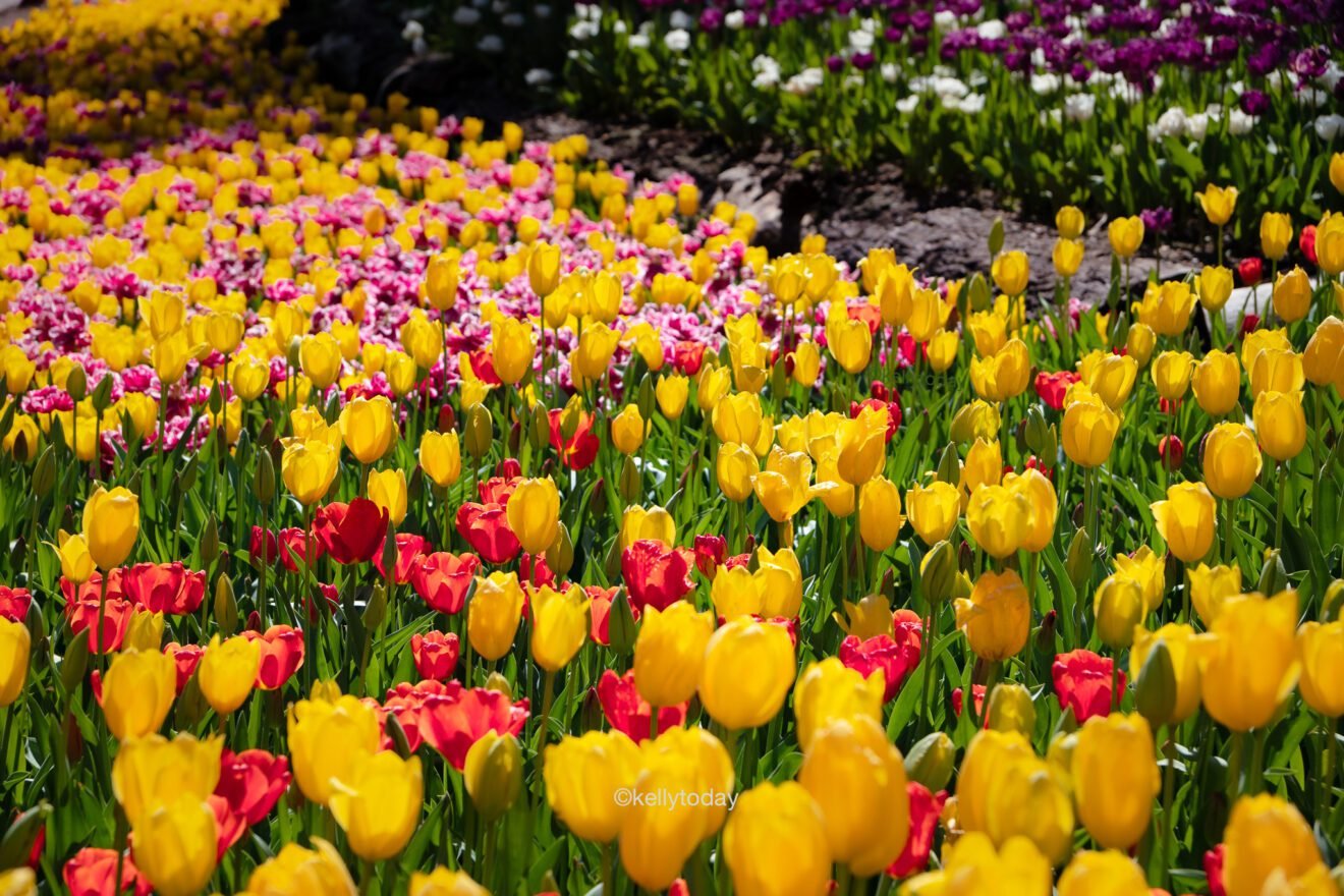 Ultimate Guide to Yates Springtime Tulip Festival in Perth - Kelly Today