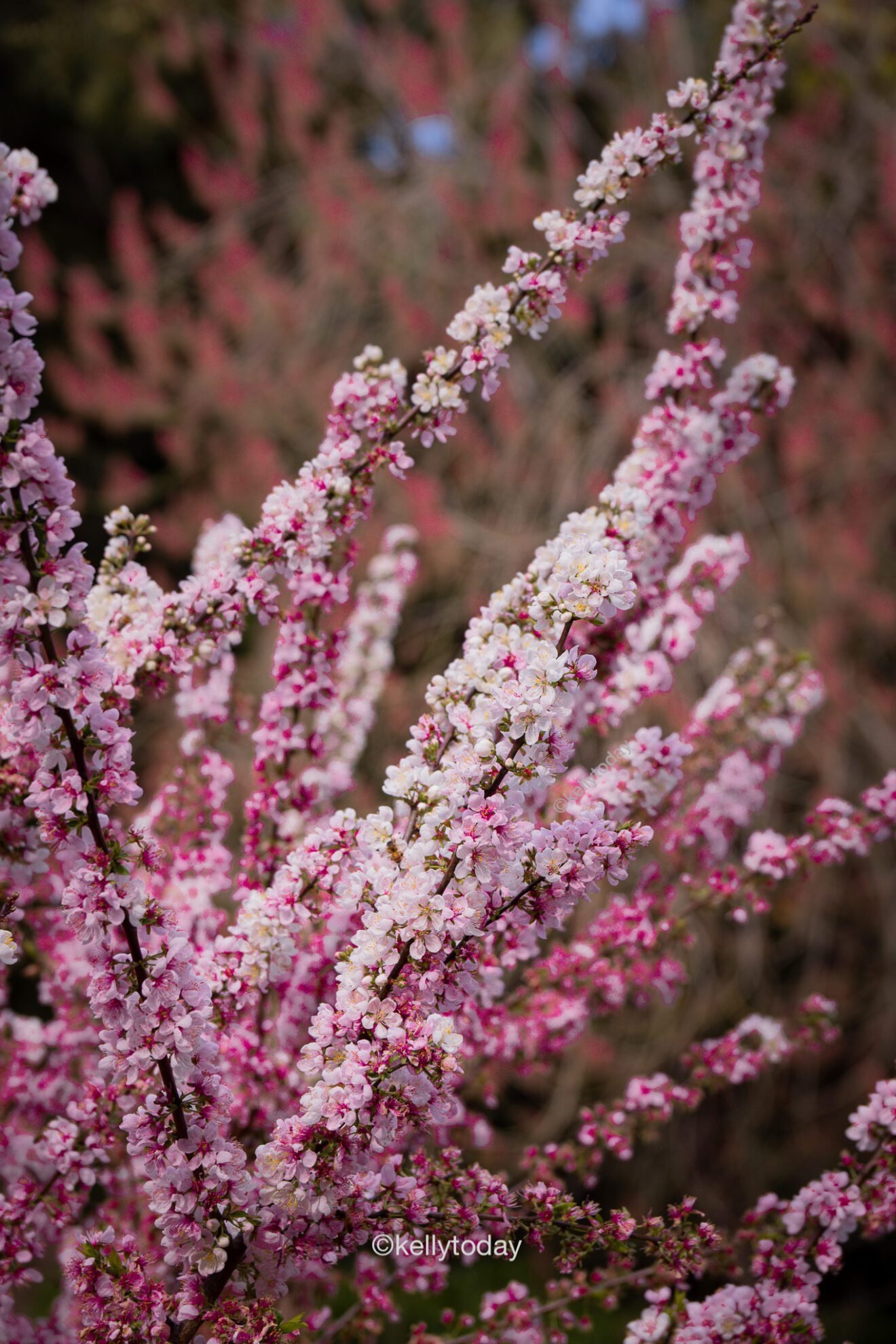 Ultimate Guide to Yates Springtime Tulip Festival in Perth - Kelly Today
