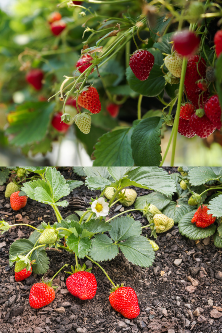 9 Best Places To Go Strawberry Picking in Perth - Kelly Today