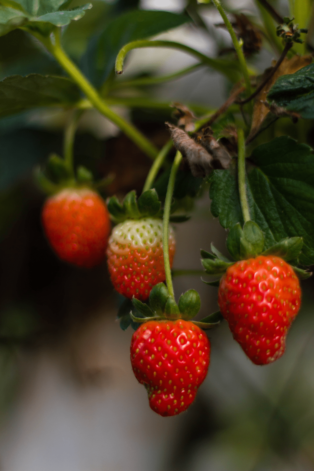 9 Best Places To Go Strawberry Picking in Perth - Kelly Today