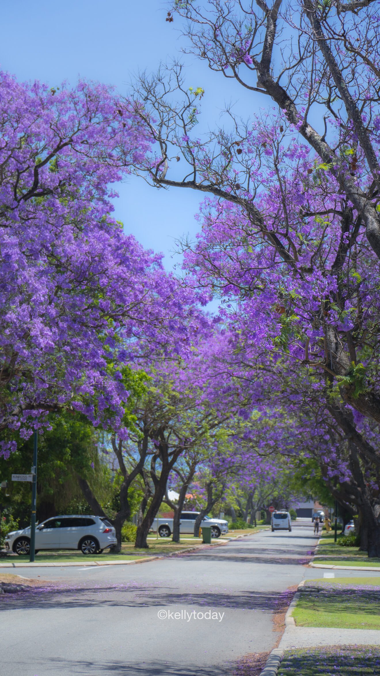 10 Best Places to See Jacaranda in Perth That Are Worth Your Time (2026 ...