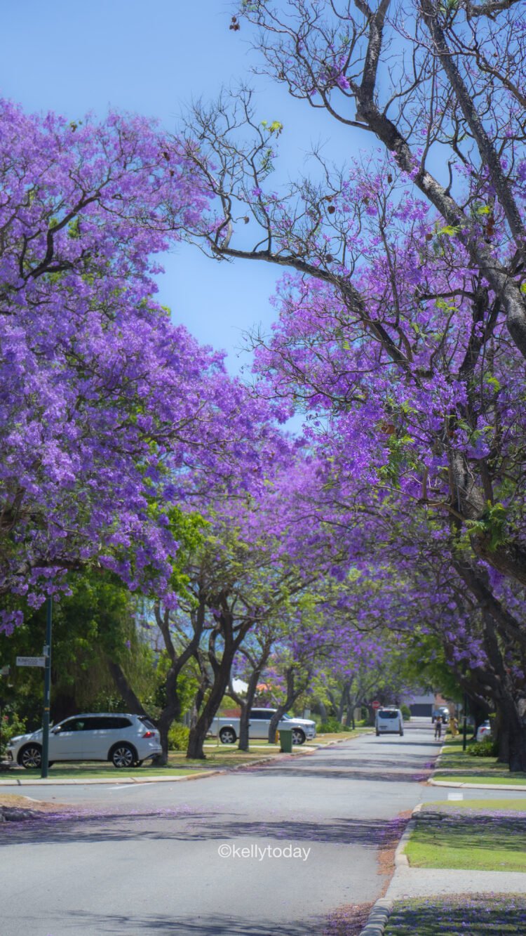 10 Best Places to See Jacaranda in Perth That Are Worth Your Time (2026 ...