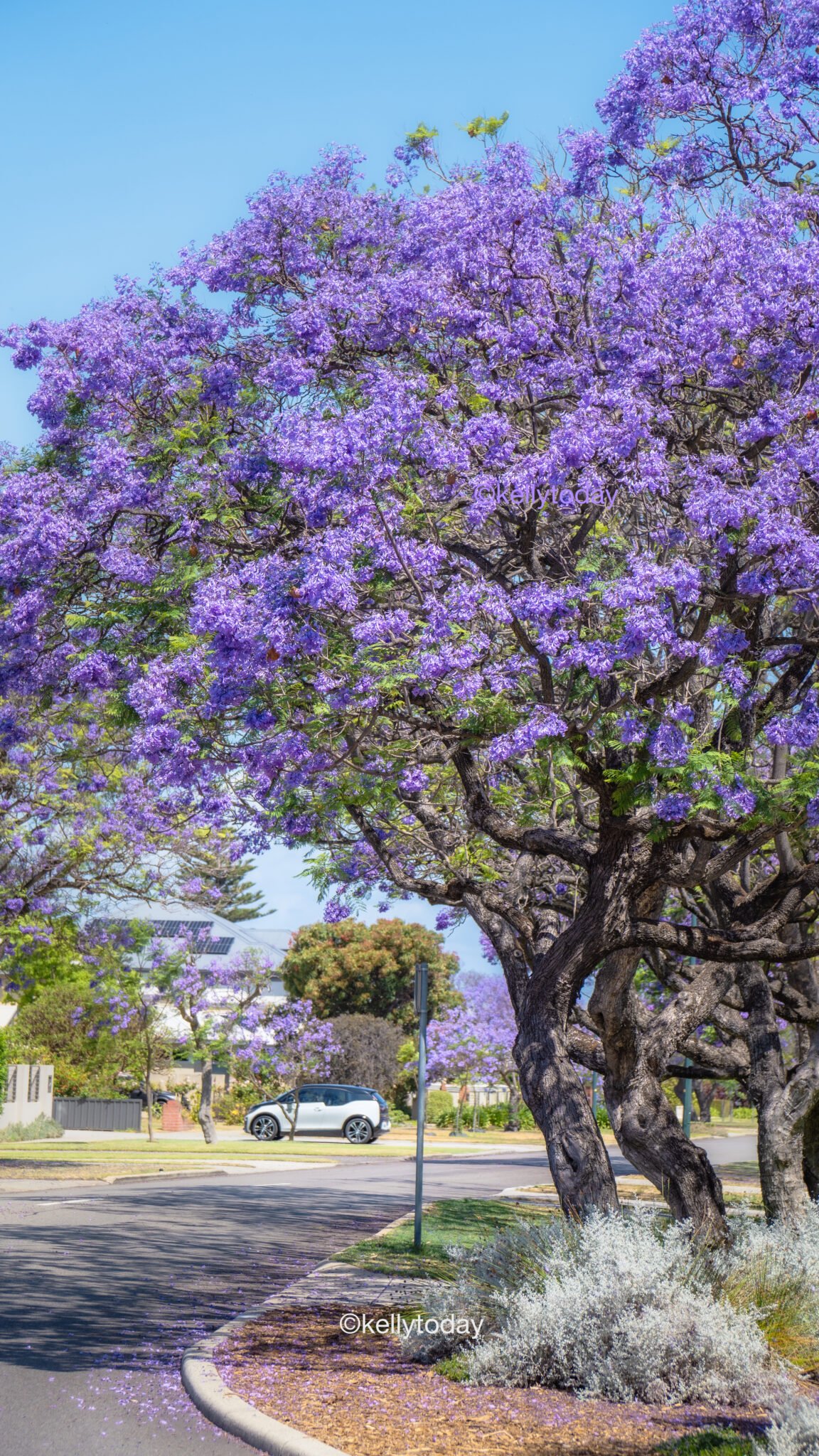 10 Best Places to See Jacaranda in Perth That Are Worth Your Time (2026 ...