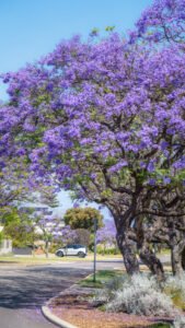 10 Best Places to See Jacaranda in Perth That Are Worth Your Time (2026 ...