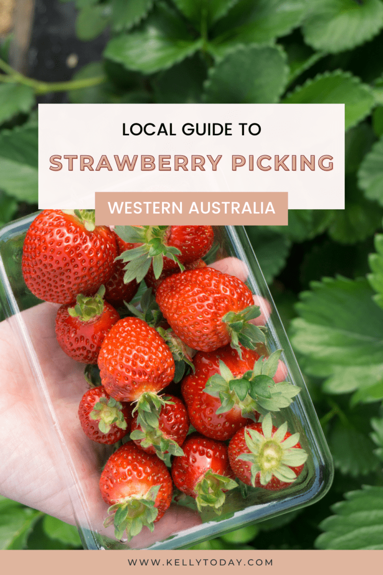 9 Best Places To Go Strawberry Picking in Perth - Kelly Today