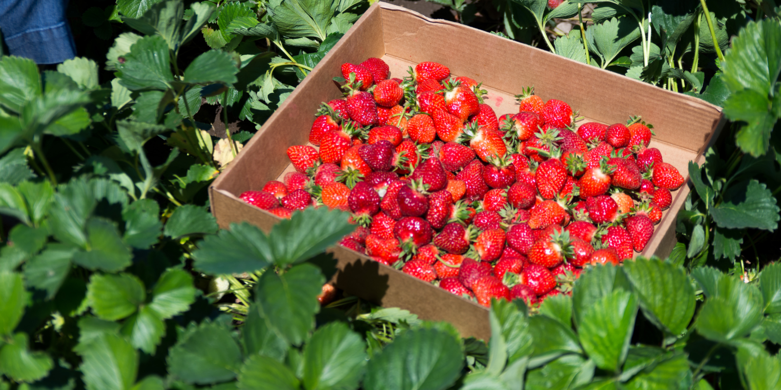 9 Best Places To Go Strawberry Picking in Perth - Kelly Today