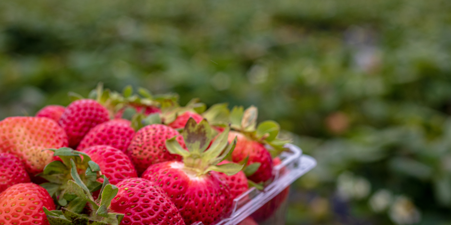 9 Best Places To Go Strawberry Picking in Perth - Kelly Today